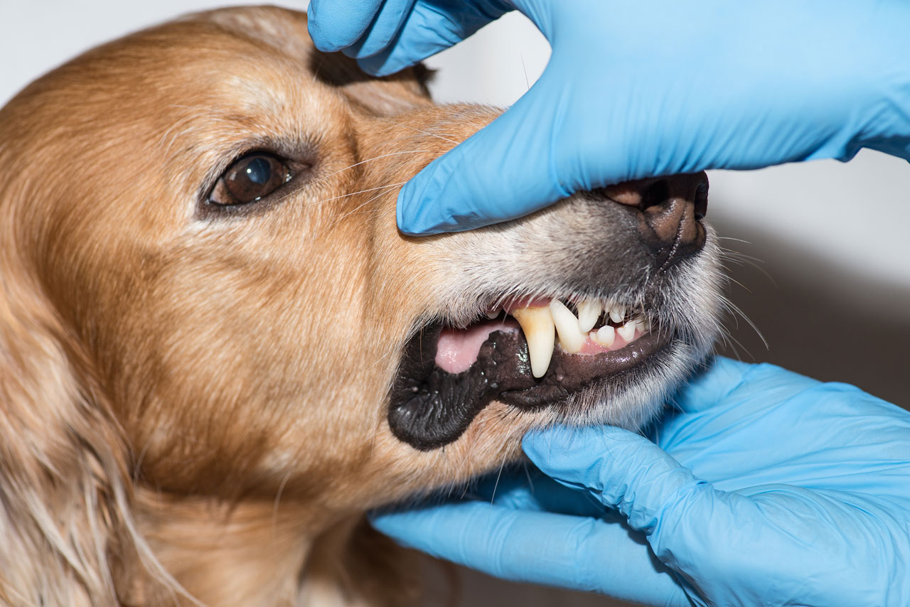 What To Expect – Pet Dental Procedure – Firehouse Animal Health Round Rock