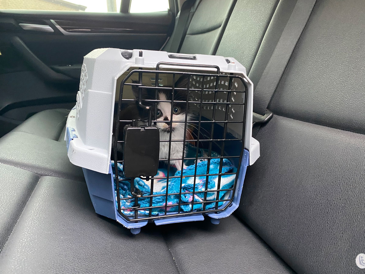 How To Keep Your Cat Safe On Car Rides – Firehouse Animal Health Round Rock